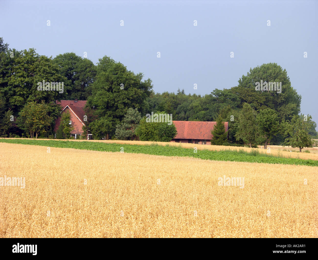 Oat field with farm Stock Photo - Alamy