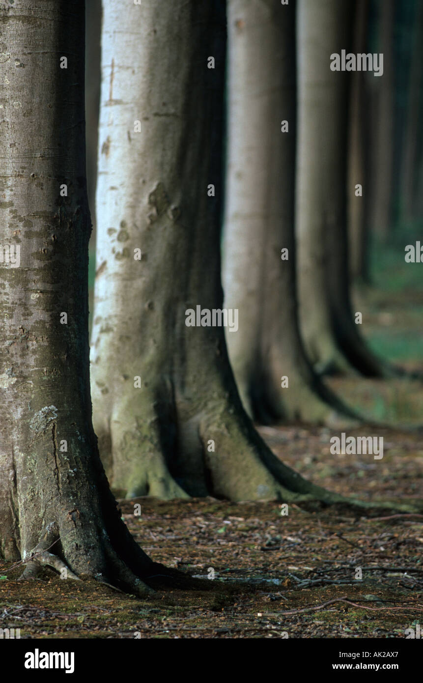 Alignment in the forest Stock Photo - Alamy
