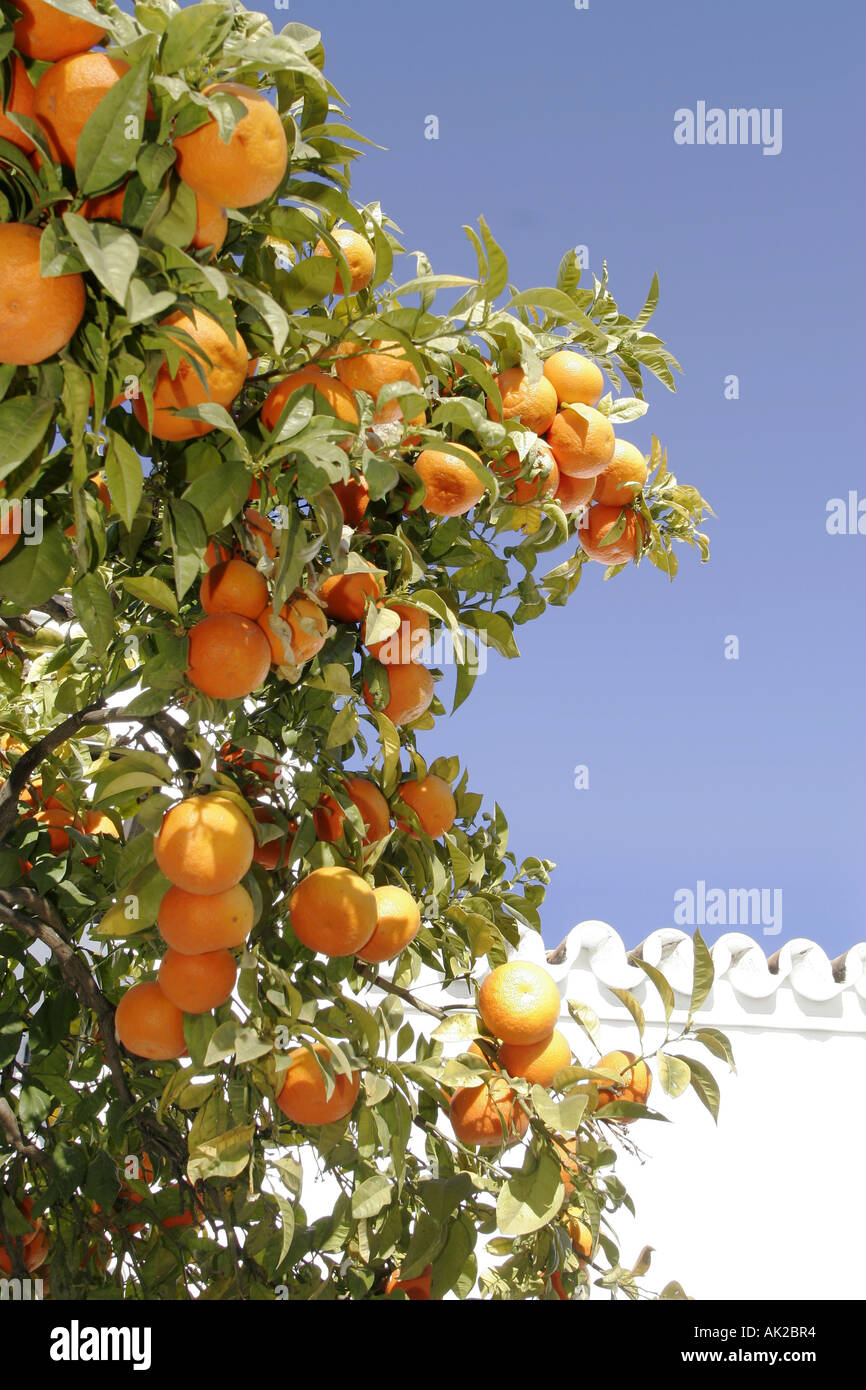Orange tree with fruit Stock Photo - Alamy