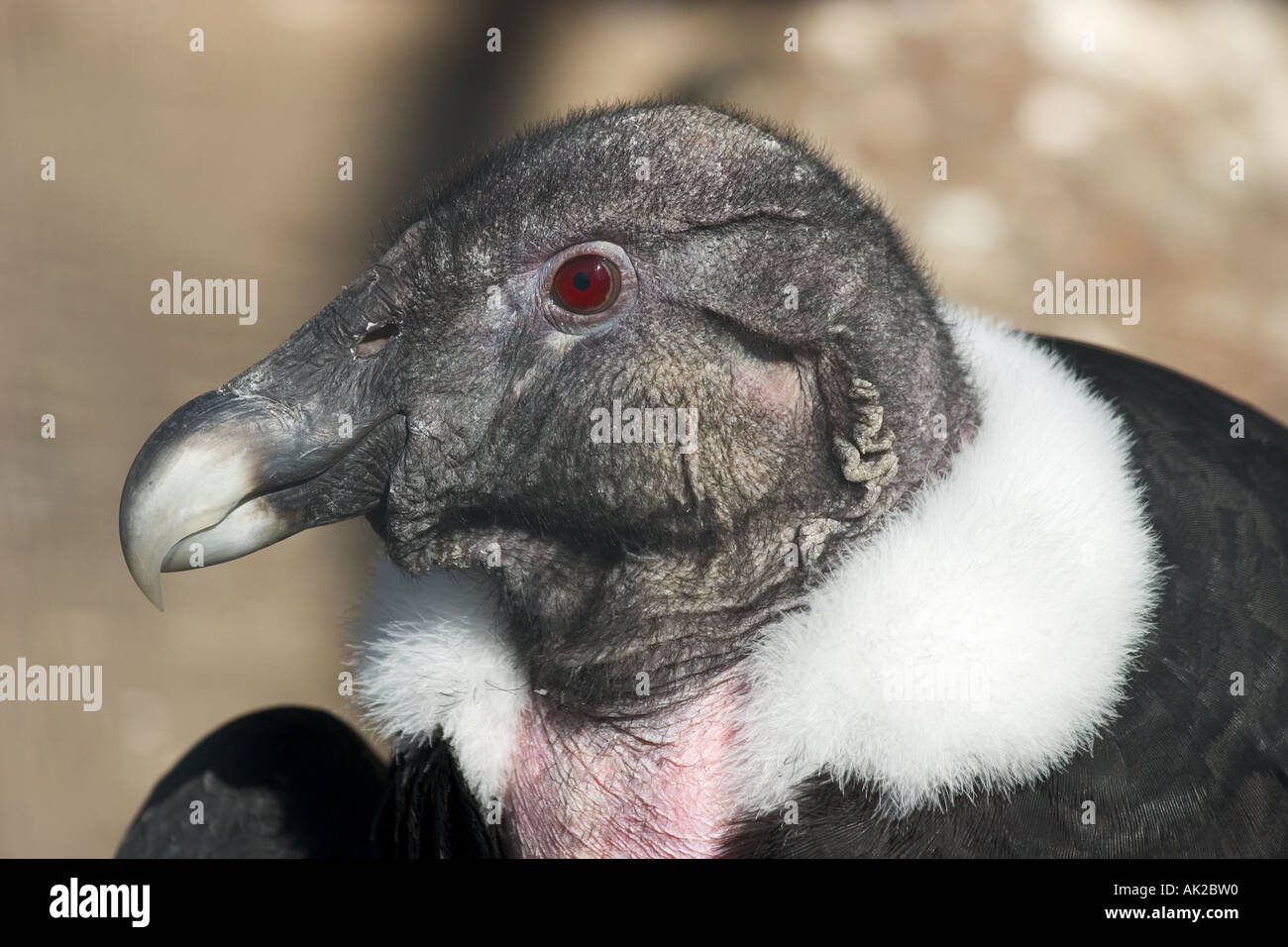 Condor feathers hi-res stock photography and images - Alamy
