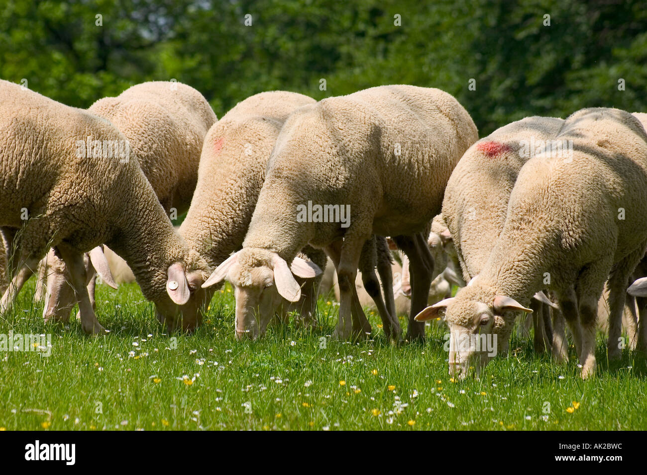 Sheep backs hi-res stock photography and images - Alamy