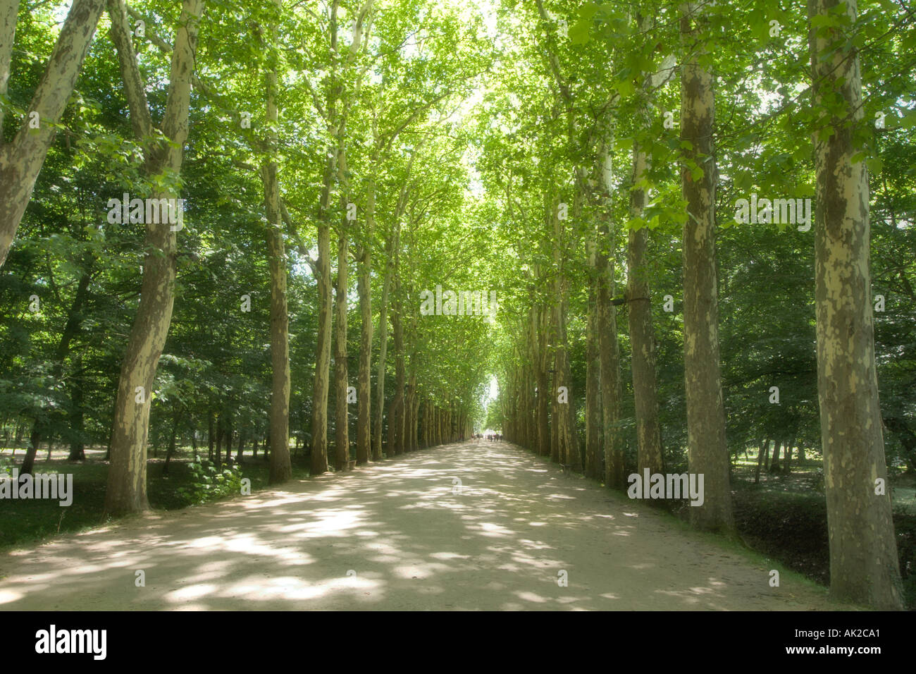 Soft focus shot of the driveway leading up to the Chateau de Chenonceau ...