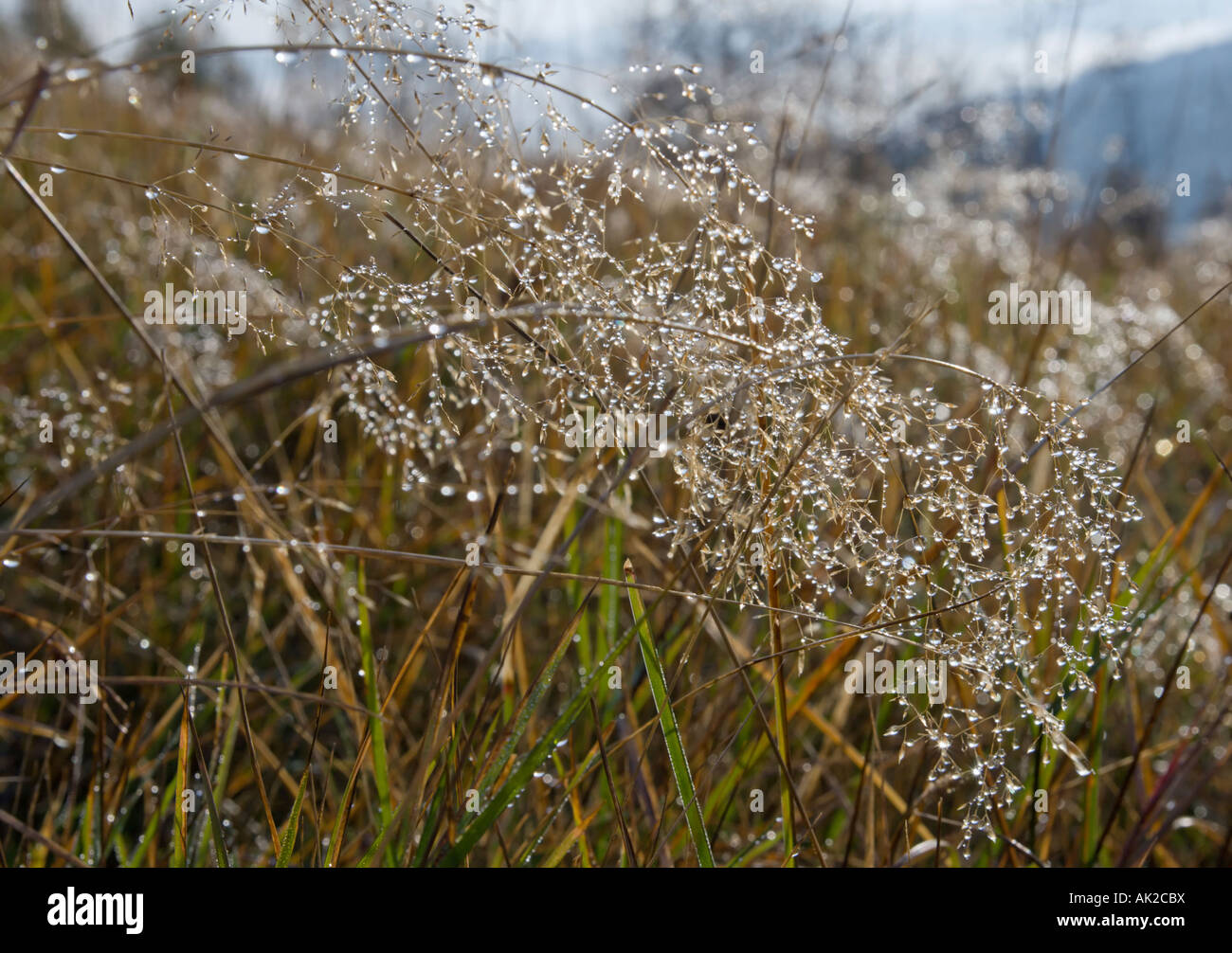 Morning dew on fall mountainside Stock Photo - Alamy