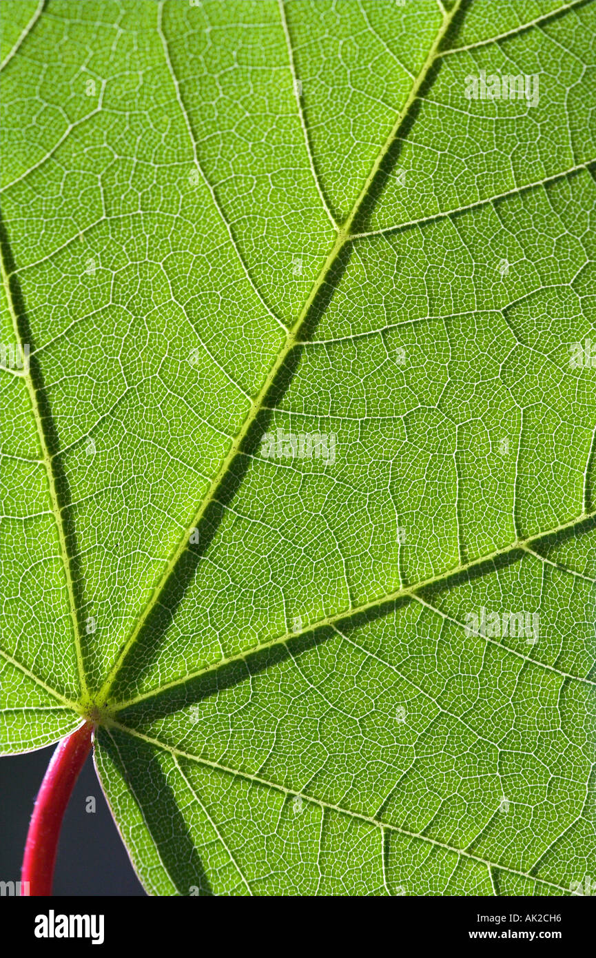 Structures on a maple leaf hi-res stock photography and images - Alamy