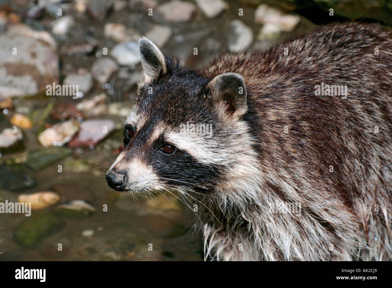 Procyonida hi-res stock photography and images - Alamy