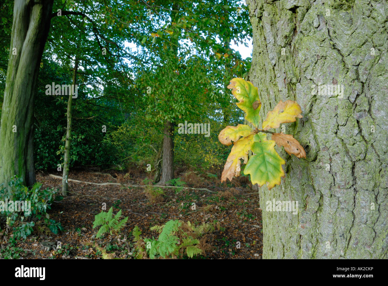 Oak tree in Delamere Forest, Cheshire Stock Photo - Alamy