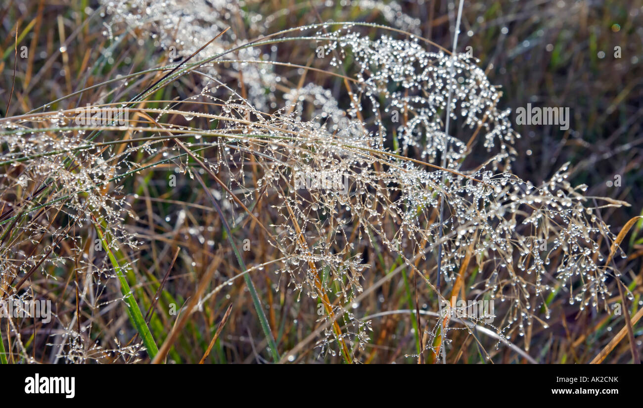 Morning dew on fall mountainside Stock Photo - Alamy