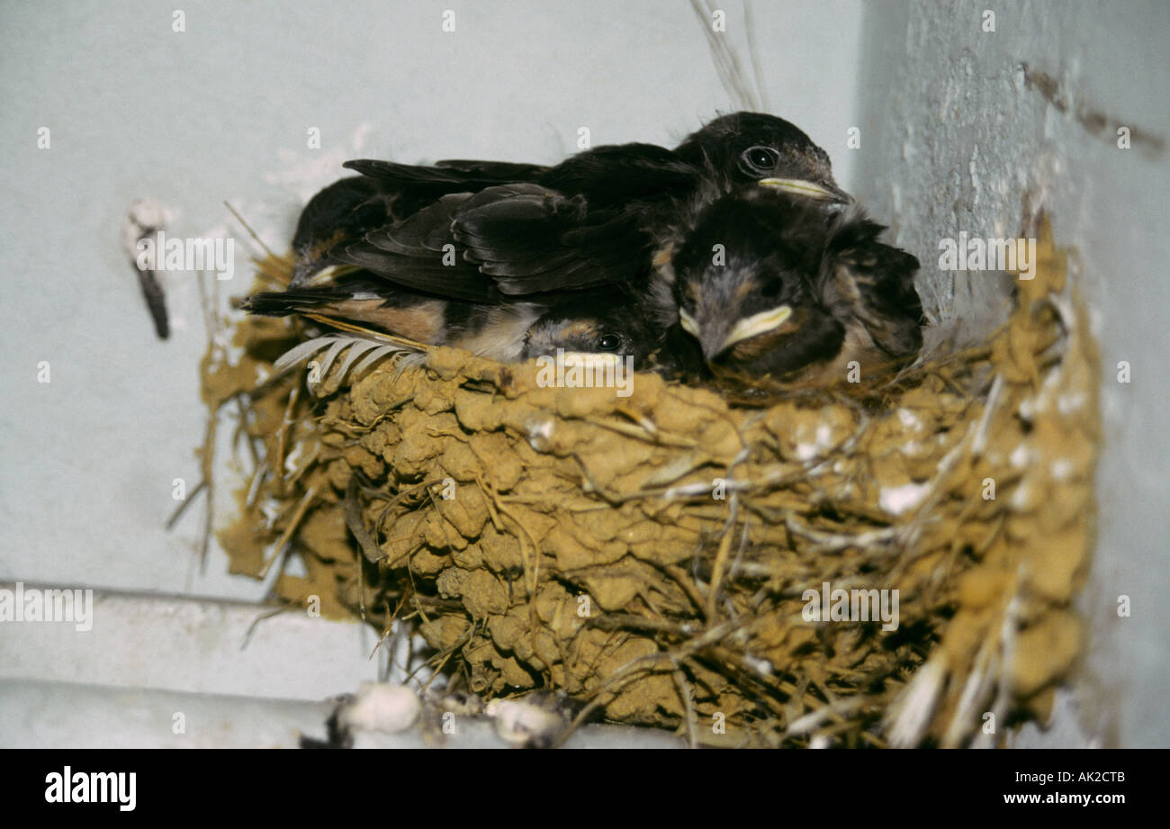 Nest and nestlings of Barn Swallow (Hirundo rustica) Shot near ...
