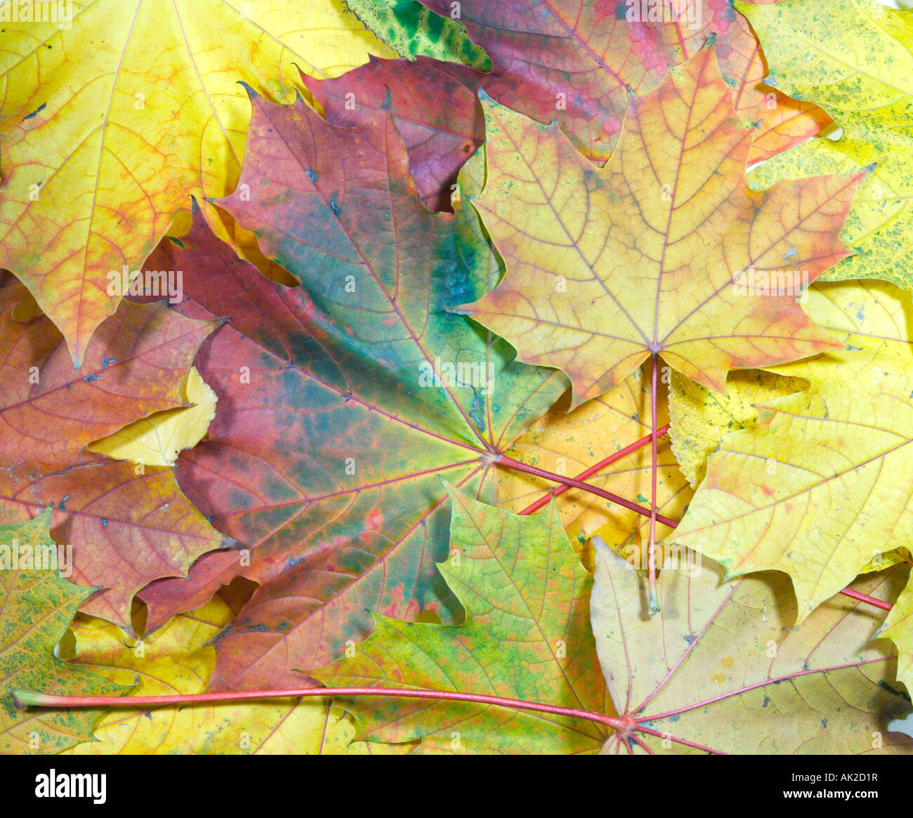 Colorful autumn maple leaf background Stock Photo - Alamy