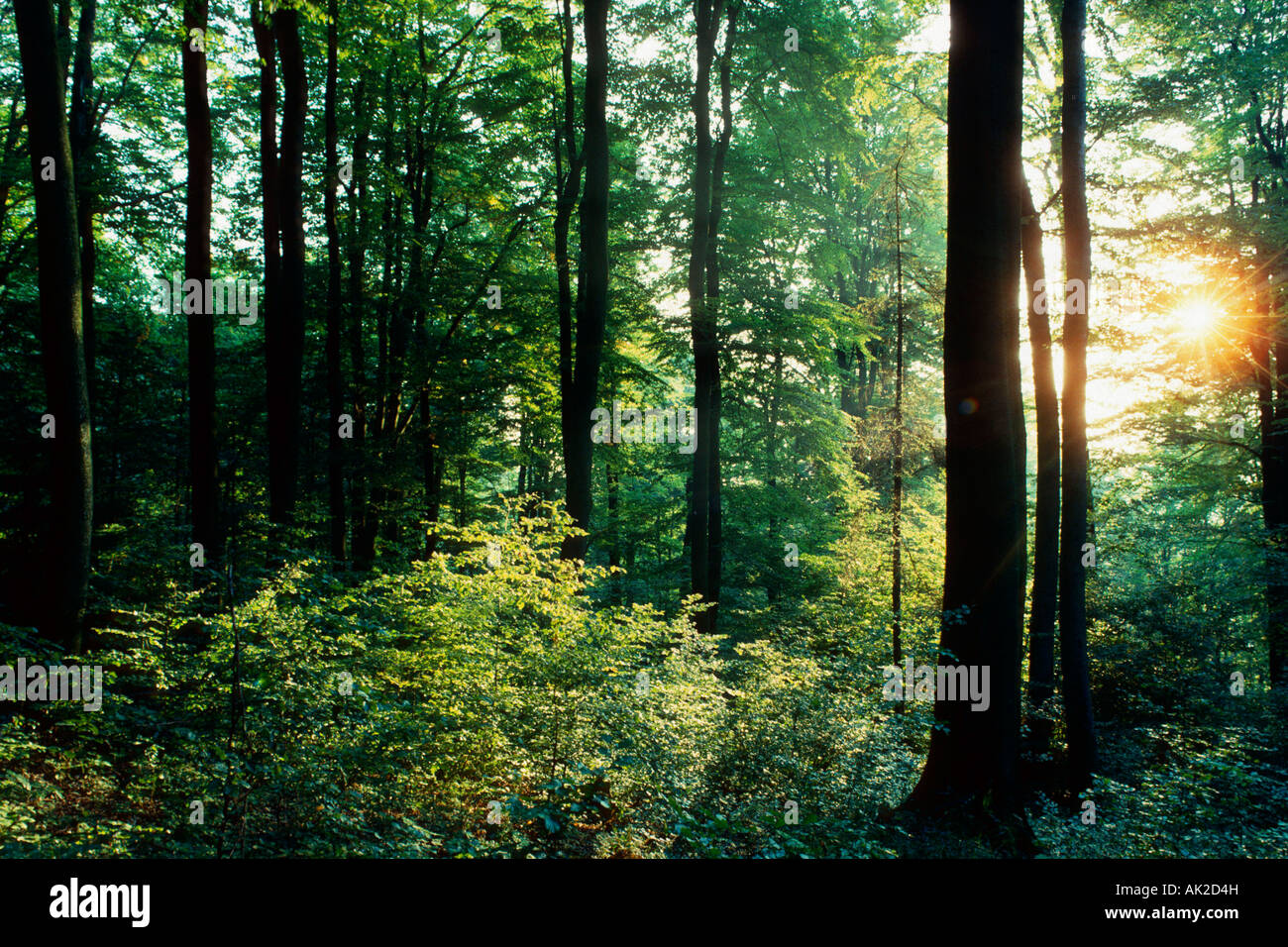 Deciduous forest, Forest of Odes Stock Photo - Alamy