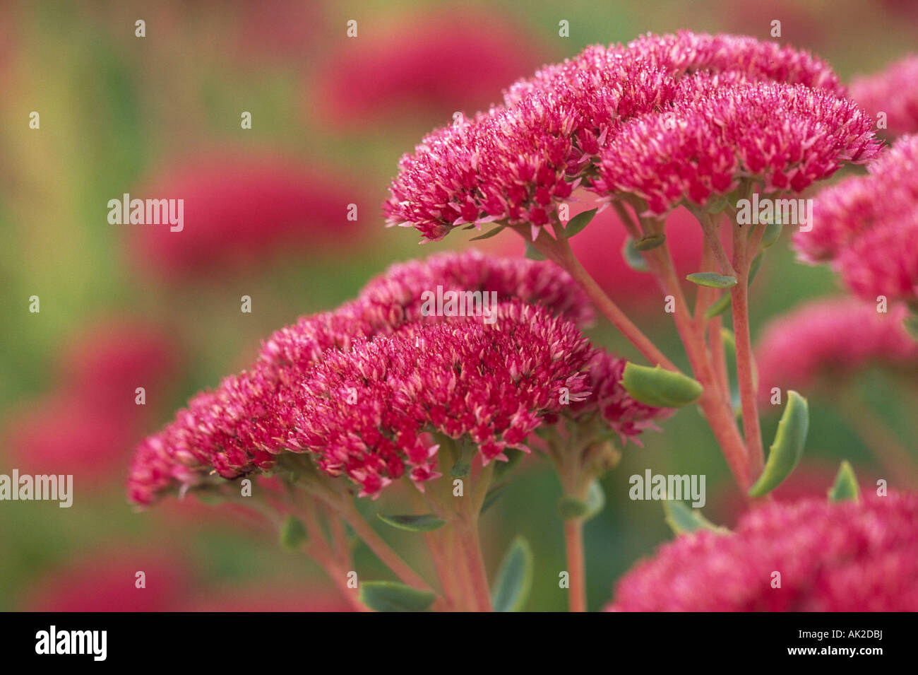Orpine hi-res stock photography and images - Alamy