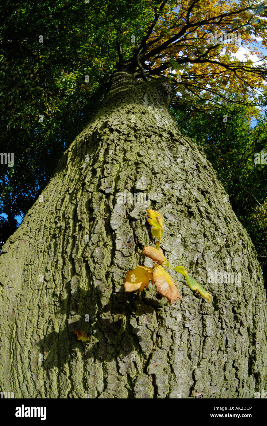 Oak tree in Delamere Forest, Cheshire Stock Photo - Alamy