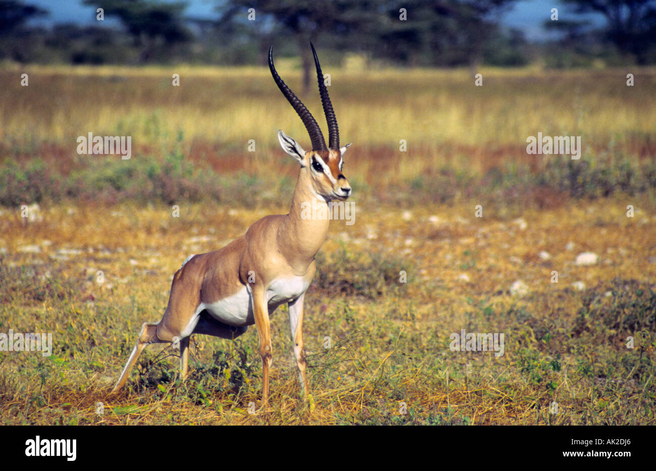 Grant's Gazelle defecating in Amboseli National Park, Kenya Stock Photo ...