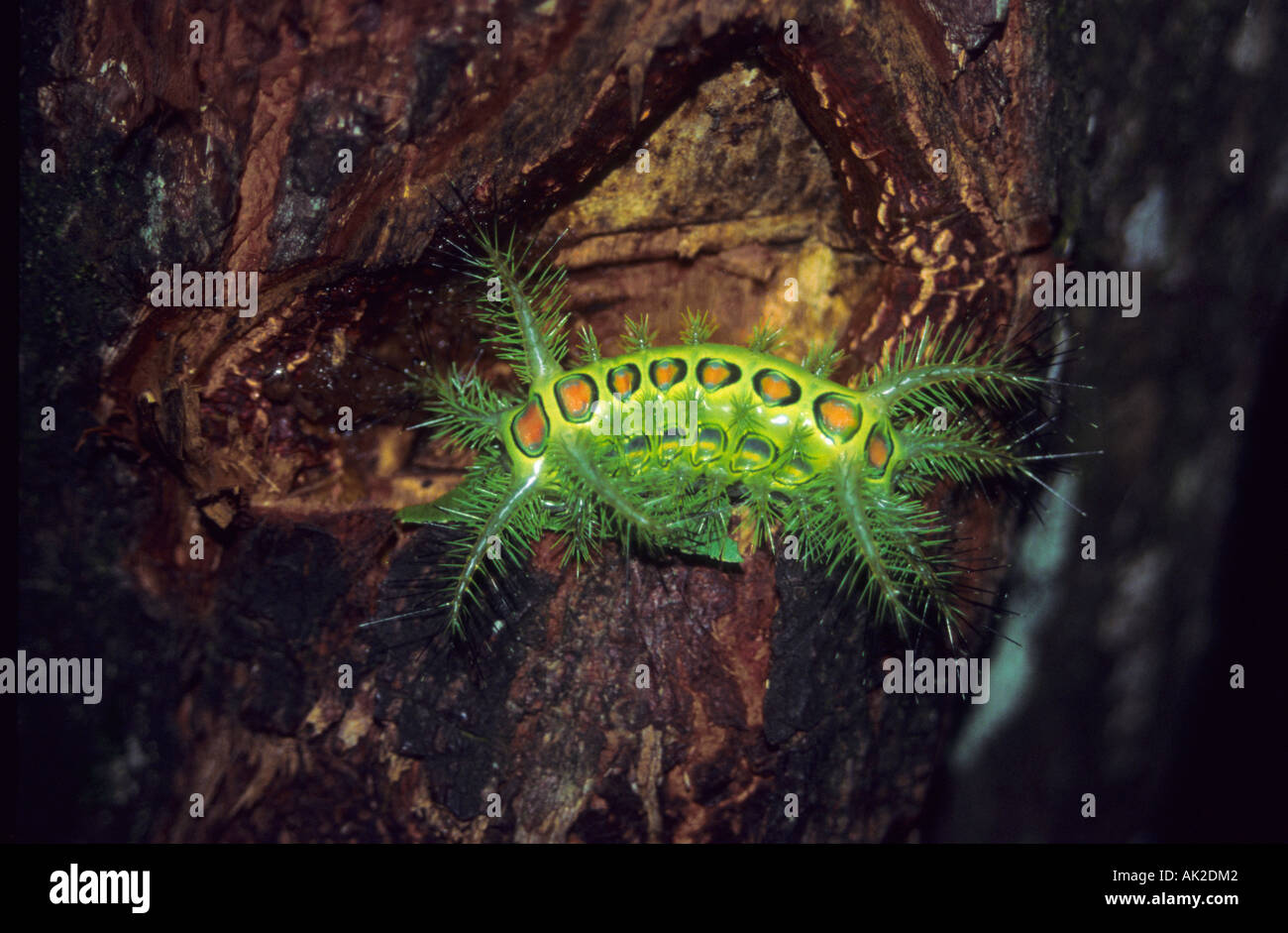 The gorumara national park hi-res stock photography and images - Alamy