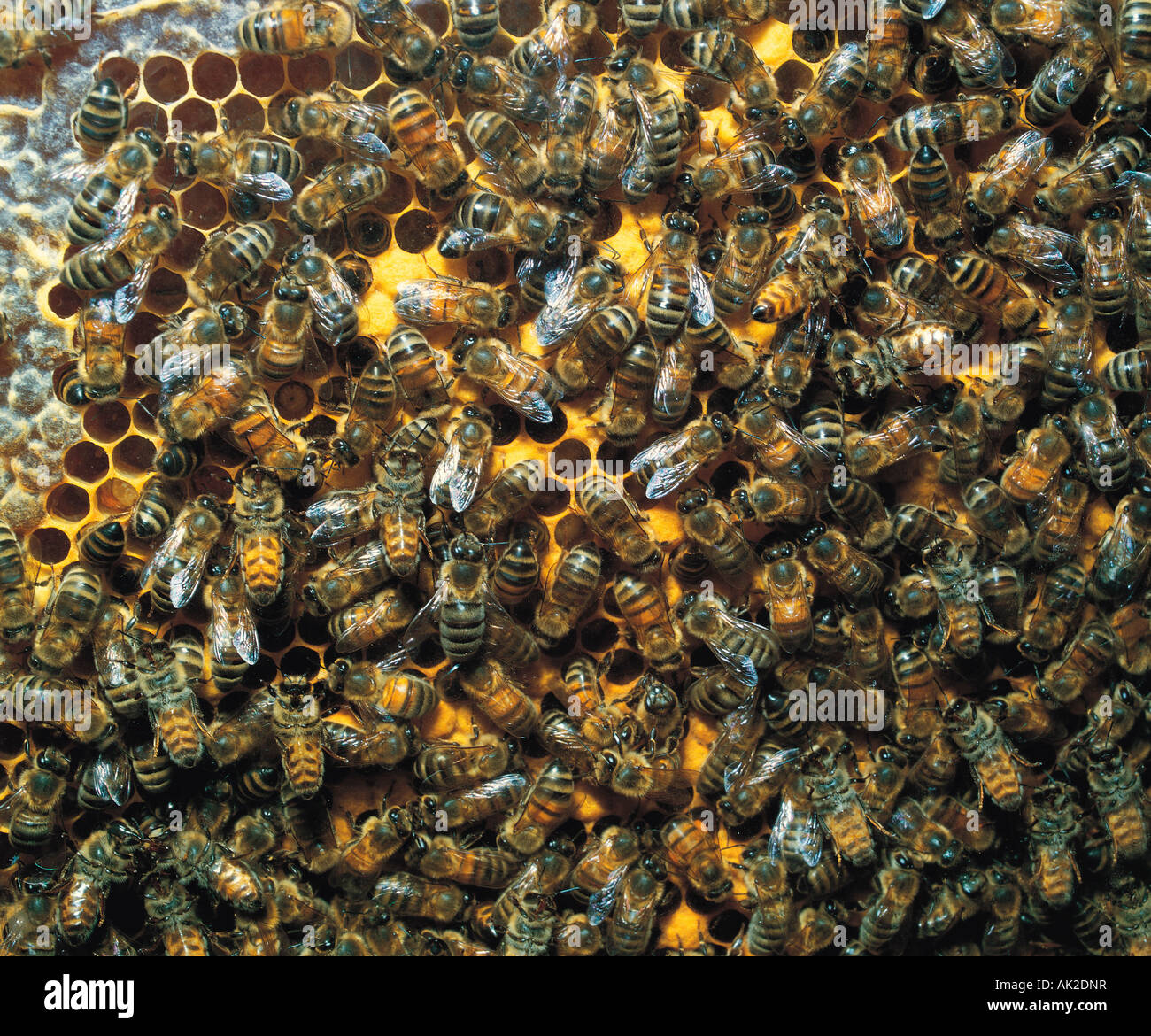 Insects. Honey Bees in beehive Stock Photo - Alamy