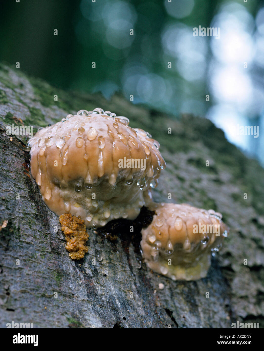 Inonotus dryadeus hi-res stock photography and images - Alamy