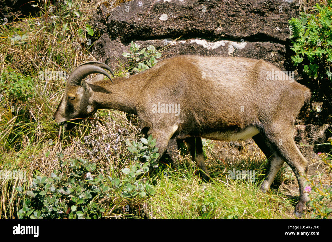 Nilgiri tahr in Eraviculam. India Stock Photo - Alamy