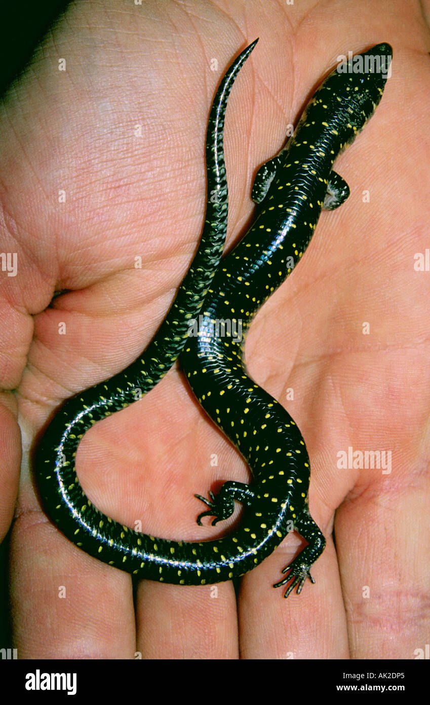 Black spotted skink hi-res stock photography and images - Alamy