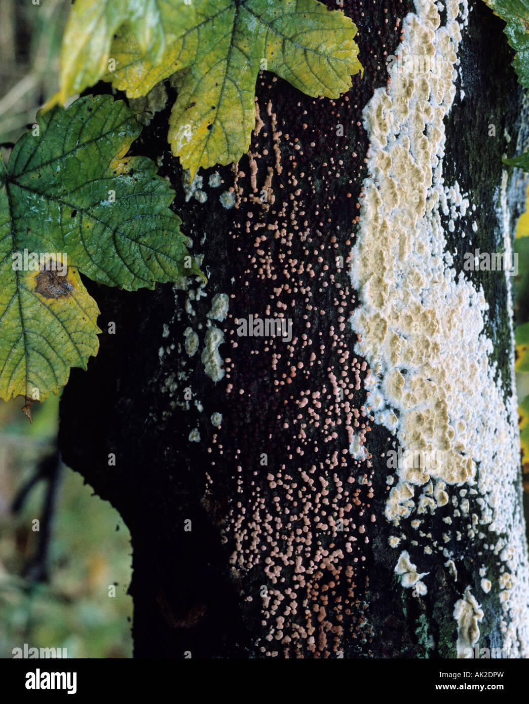 Meruliopsis hi-res stock photography and images - Alamy