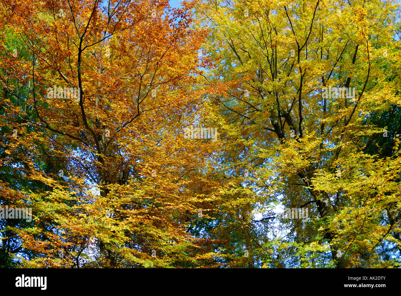 Pine beech hi-res stock photography and images - Alamy
