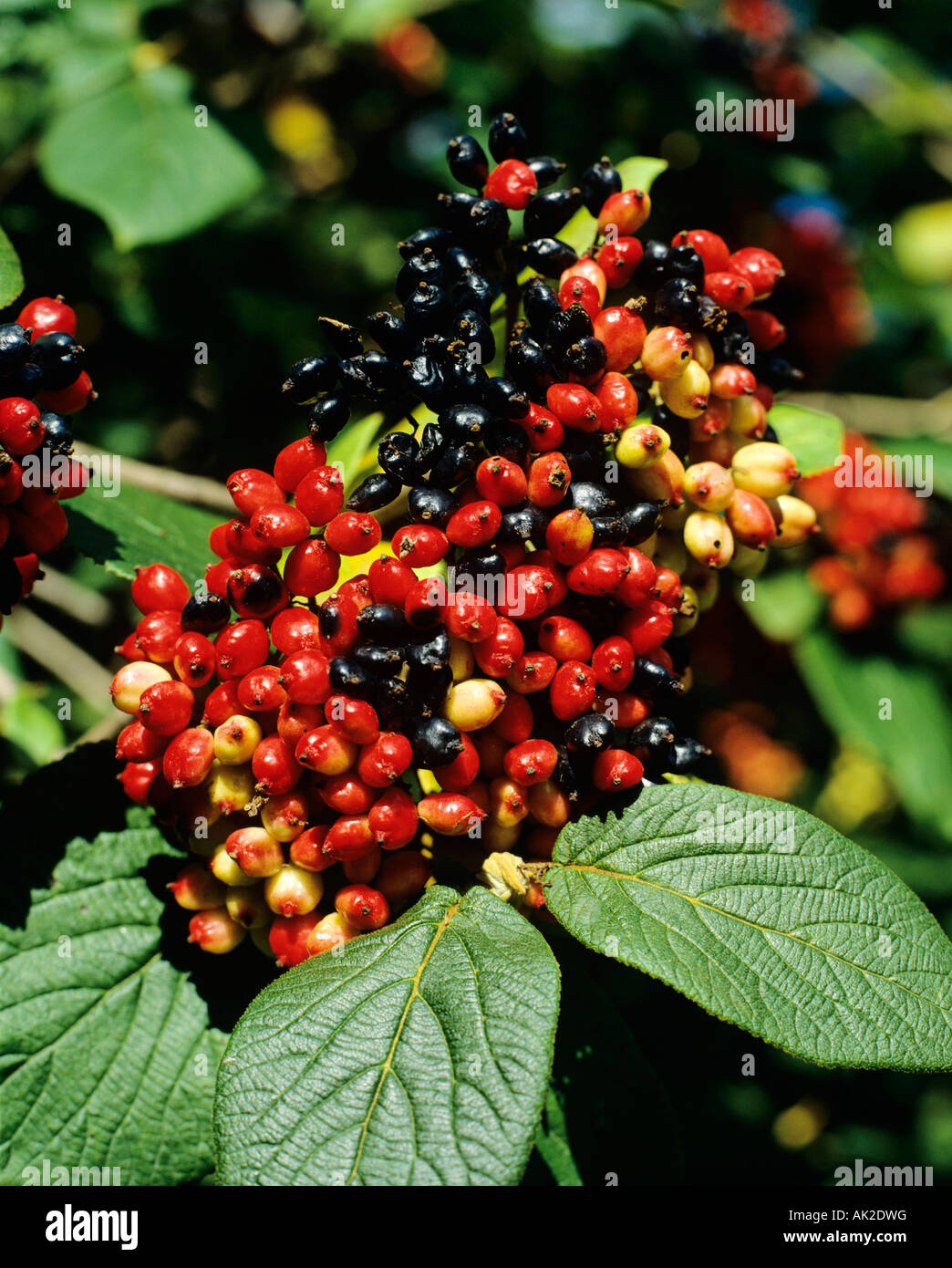 Wayfaring tree viburnum lantana europe hi-res stock photography and ...