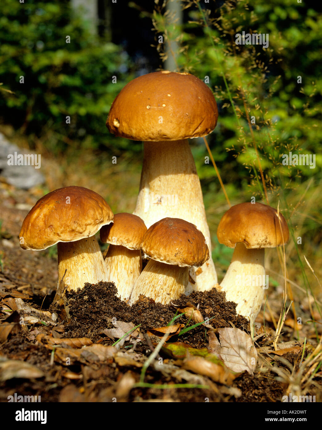 Cep Bun / Penny Bun Stock Photo - Alamy