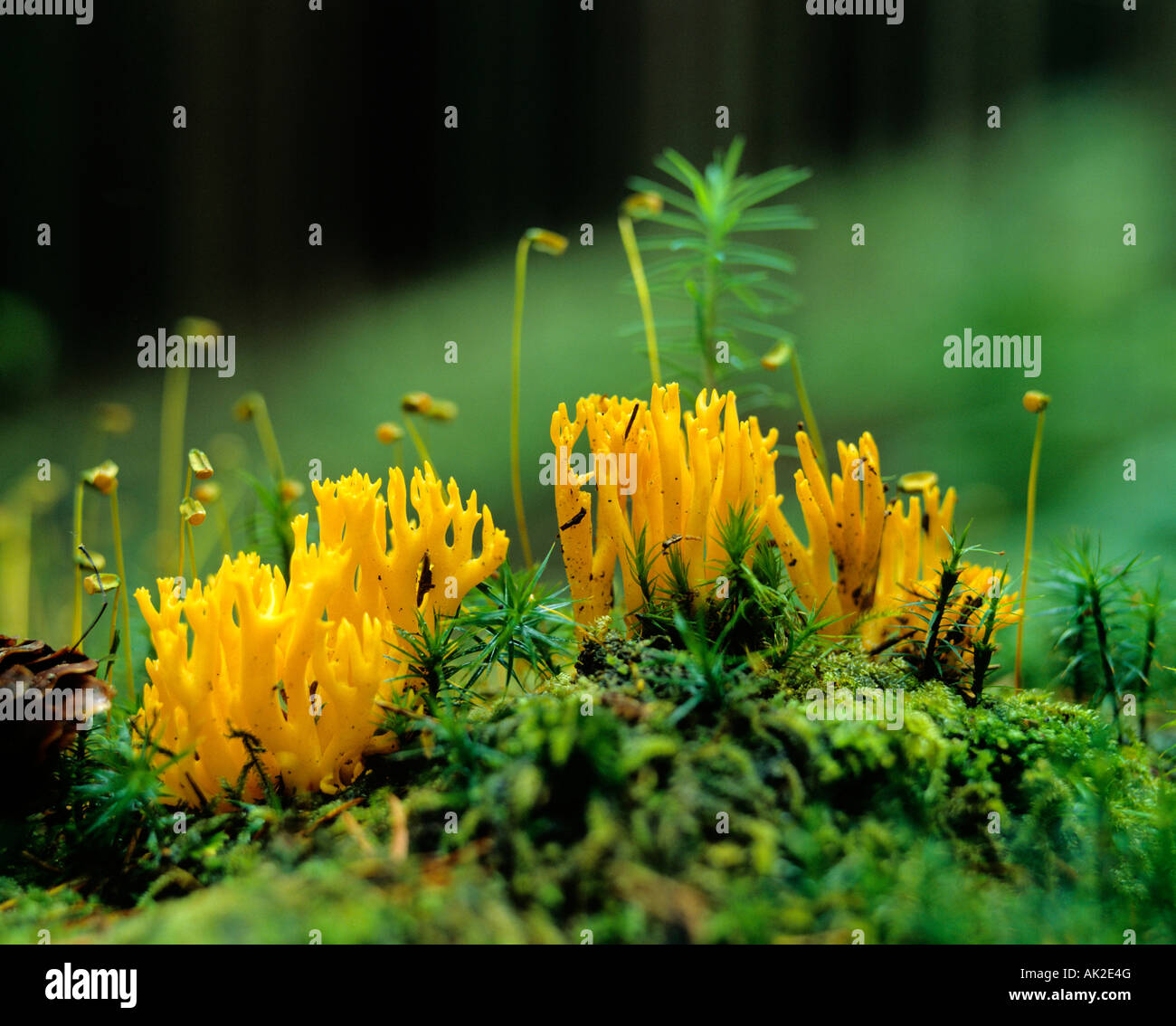 Coral fungus ramaria pallida hi-res stock photography and images - Alamy