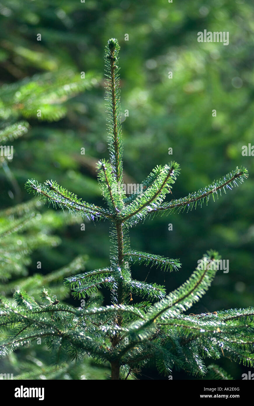 A pine tree standing alone in a forrest Stock Photo - Alamy