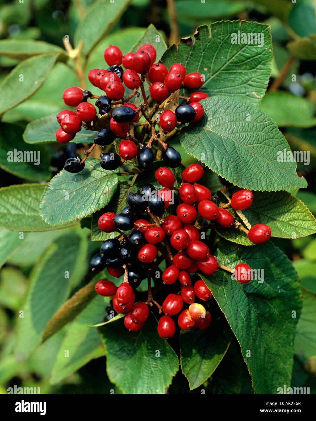 Wayfaring tree hi-res stock photography and images - Alamy