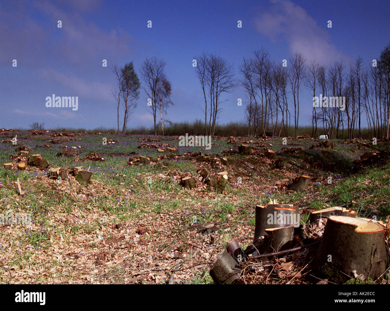 Destroy destruction forest forests wood hi-res stock photography and ...