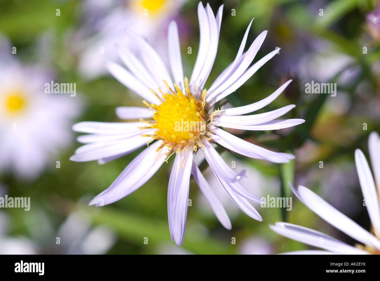 A Michaelmas Daisy Stock Photo - Alamy