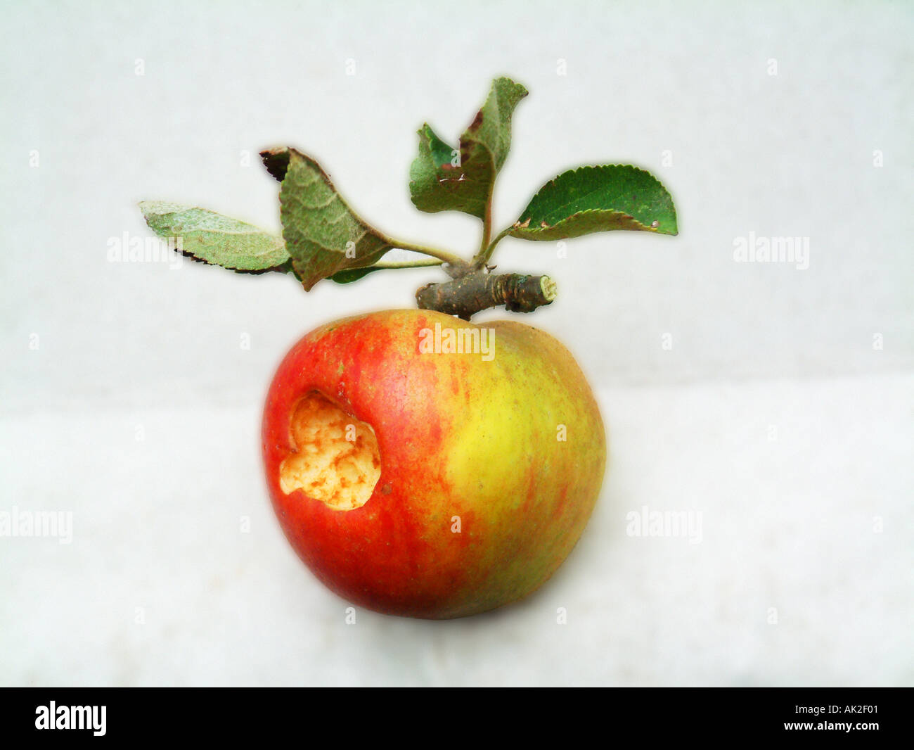 Adam and eve eating apple hi-res stock photography and images - Alamy