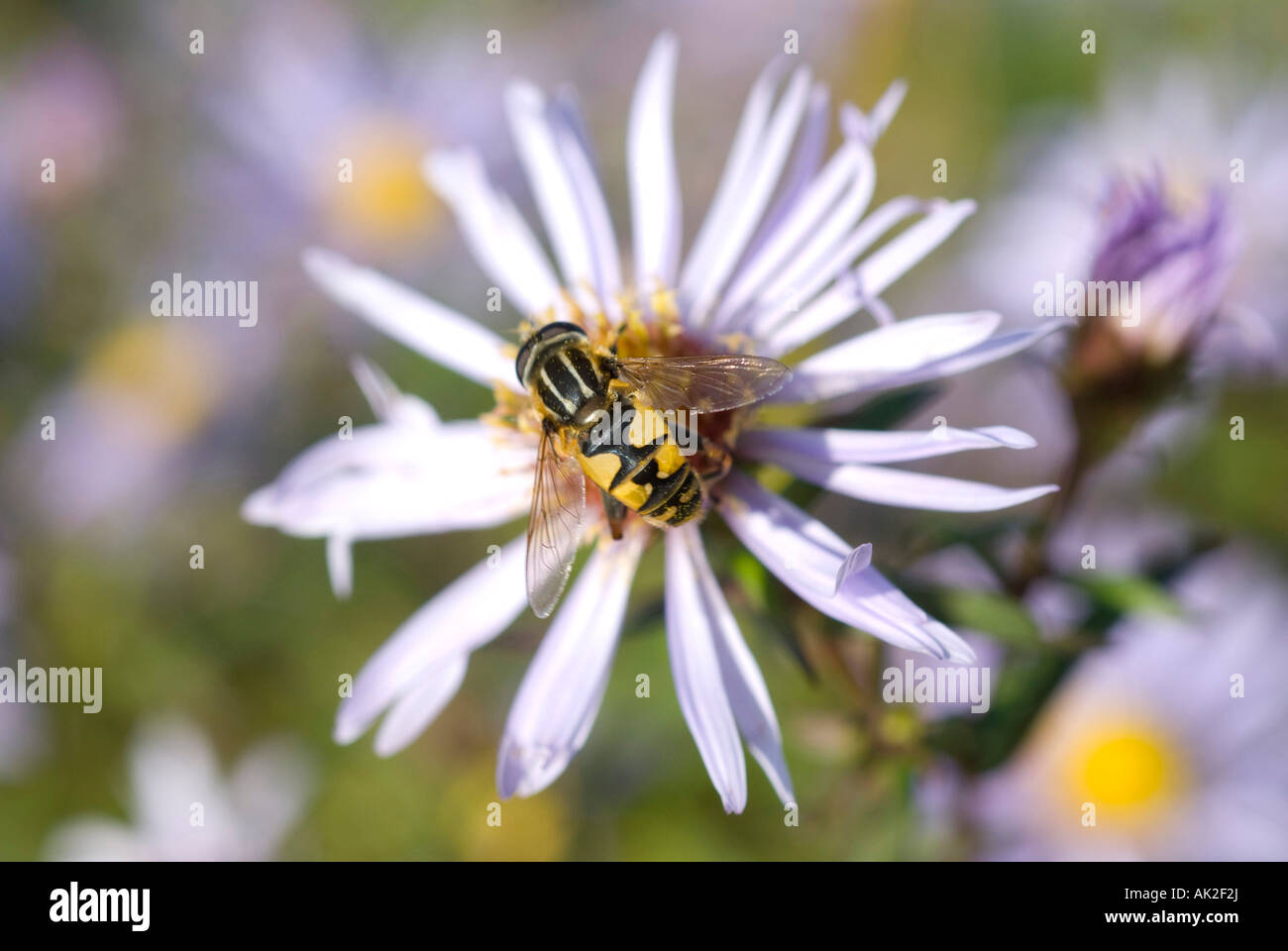 A bee pollinating on a Michaelmas Daisy Stock Photo - Alamy
