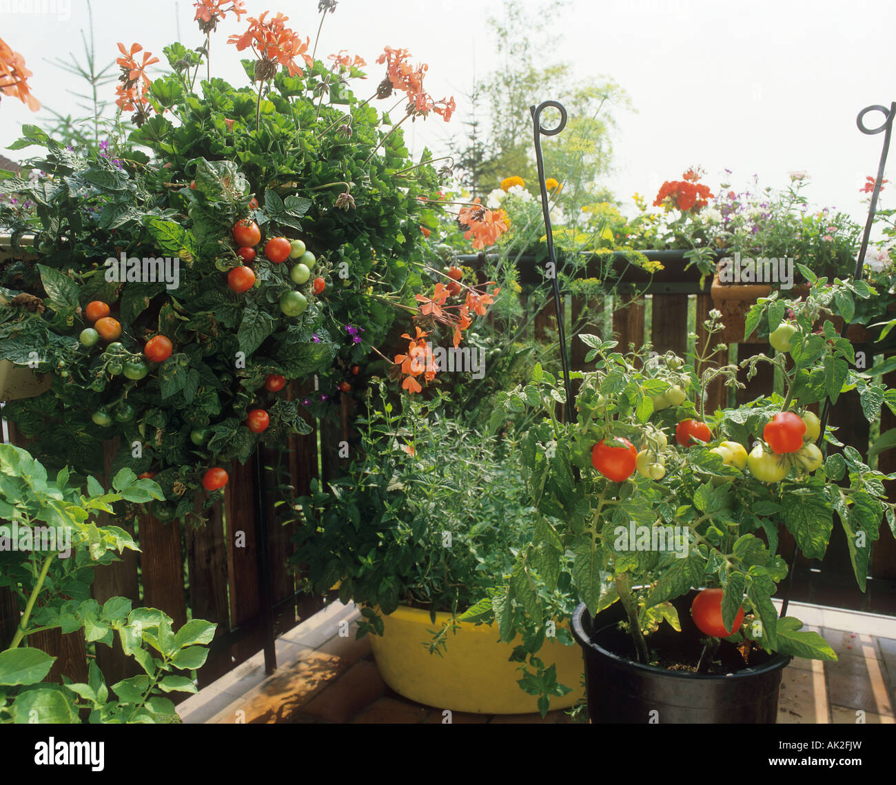 different tomatoes on balcony Stock Photo - Alamy