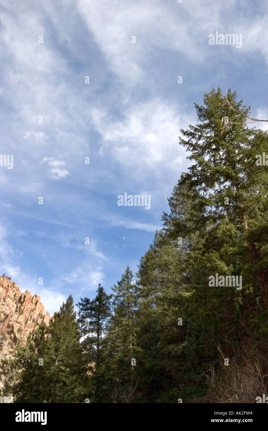Blue cloudy sky with trees in Colorado USA Stock Photo - Alamy