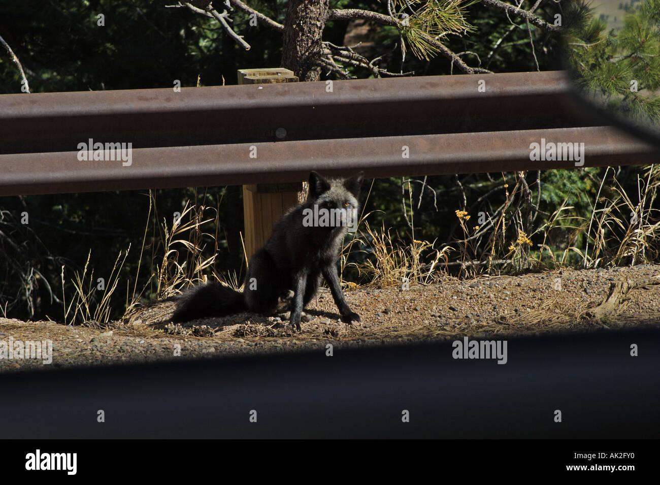 Black fox hi-res stock photography and images - Alamy