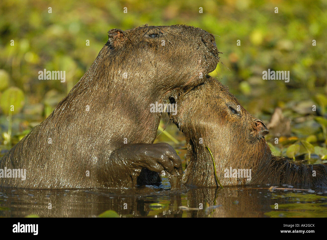 Capybara pair hi-res stock photography and images - Alamy