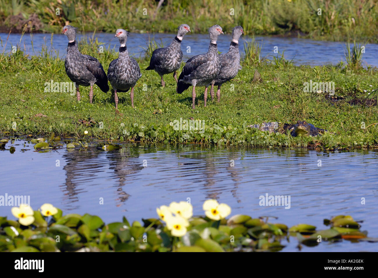 Screamers of south america hi-res stock photography and images - Alamy