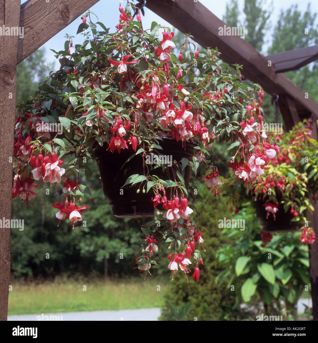 Fuchsias Hanging Basket Plants High Resolution Stock Photography and ...