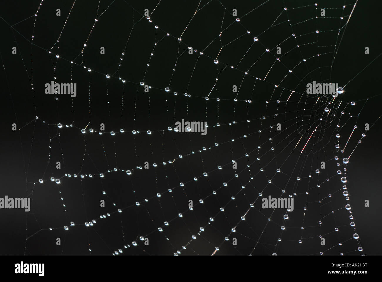 Spider's web, highlighted by raindrops Stock Photo - Alamy