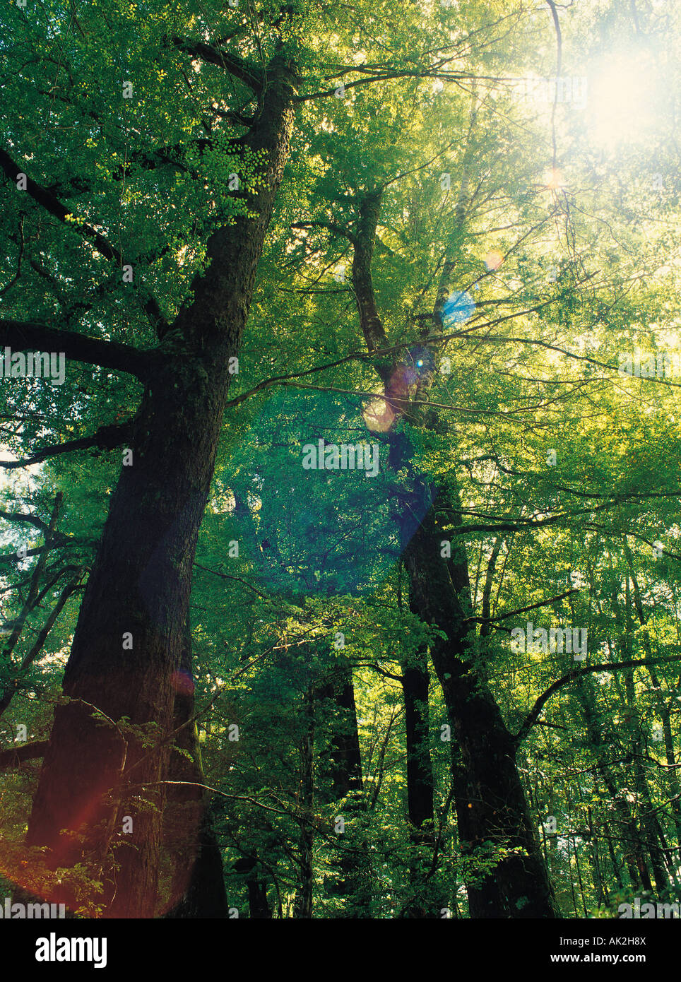 Tree tops hi-res stock photography and images - Alamy