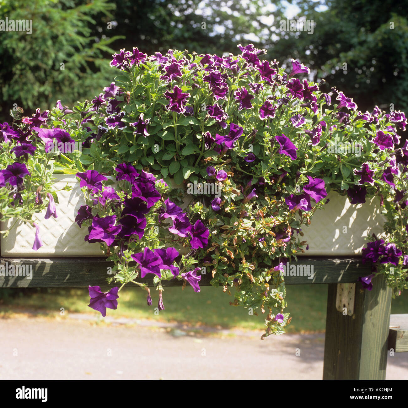Petunia hybrids hi-res stock photography and images - Alamy