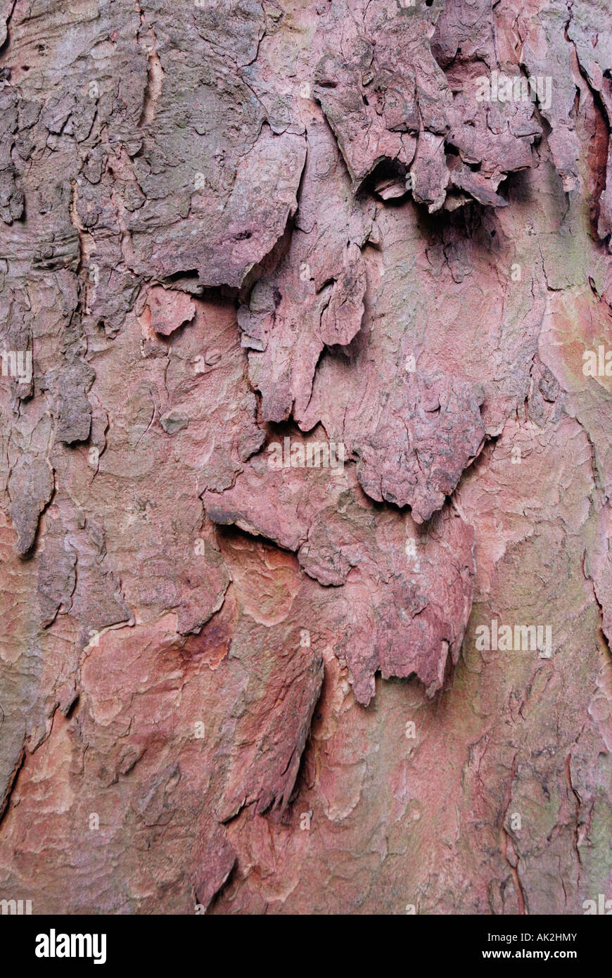 Tree bark colour and texture Stock Photo - Alamy