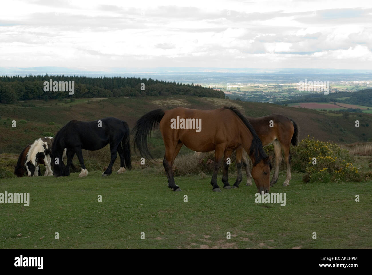 Wild ponies horses grazing heathland in the Quantock Hills Somerset ...
