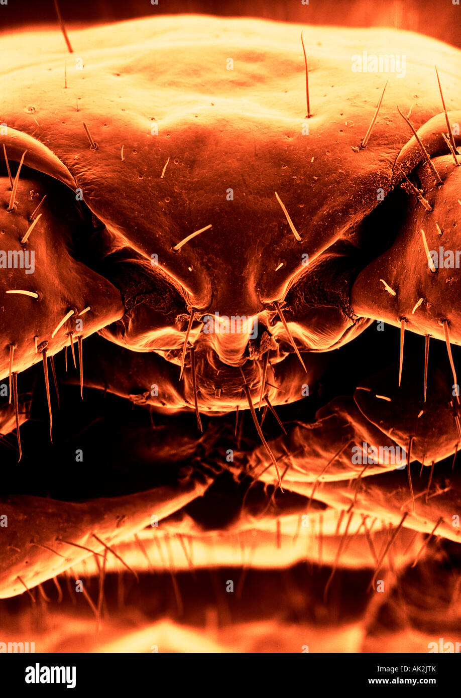 Centipede Under A Microscope