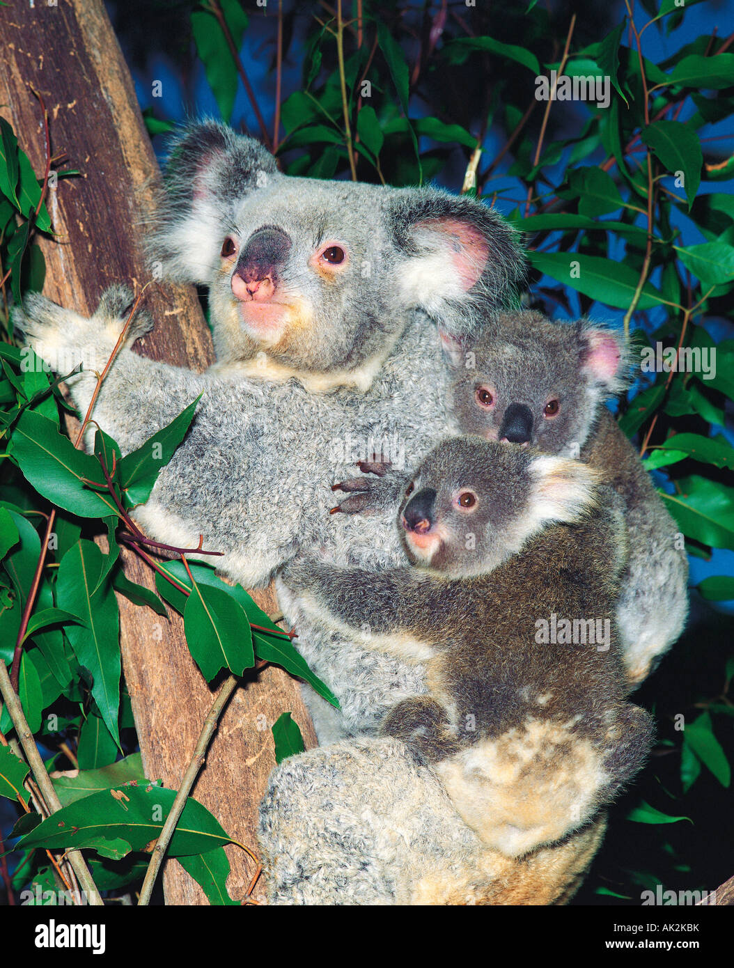 Koala phascolarctos mother baby hi-res stock photography and images - Alamy