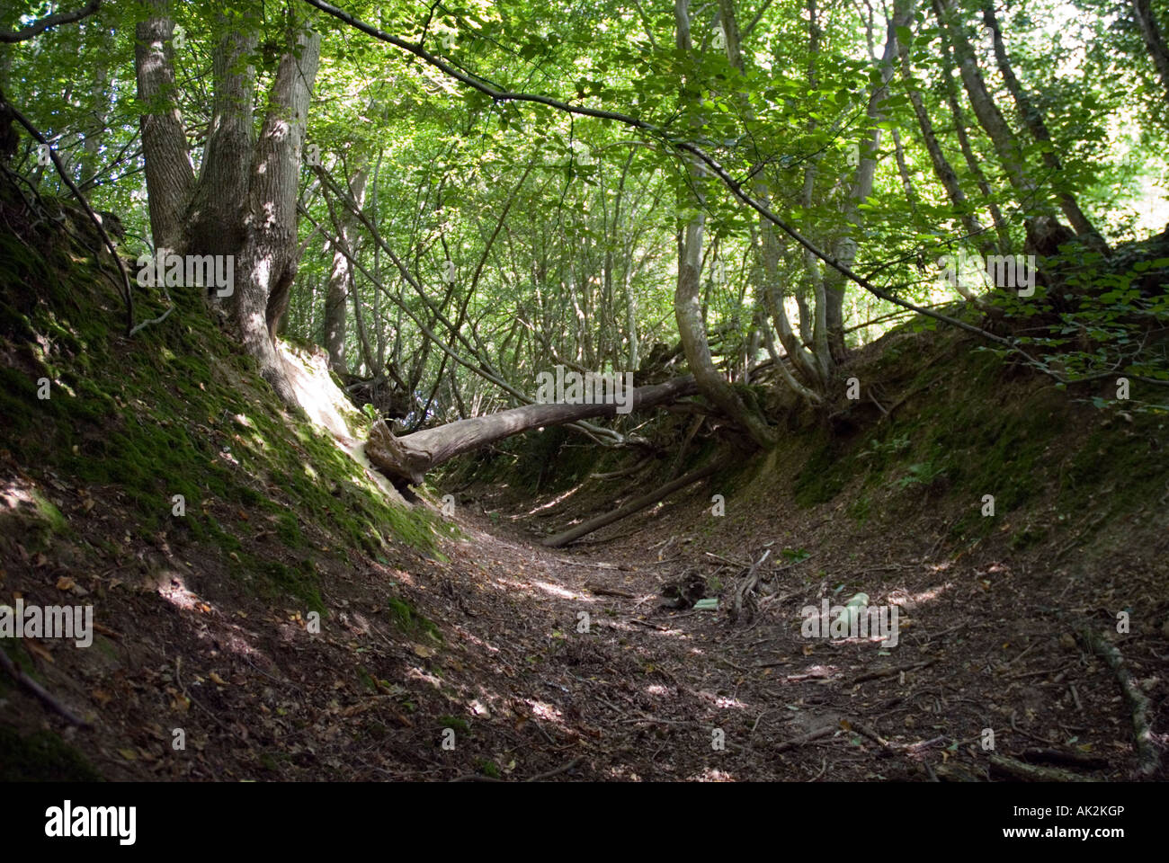 Ancient sunken lane in Brede High Woods near Battle Sussex bought by ...