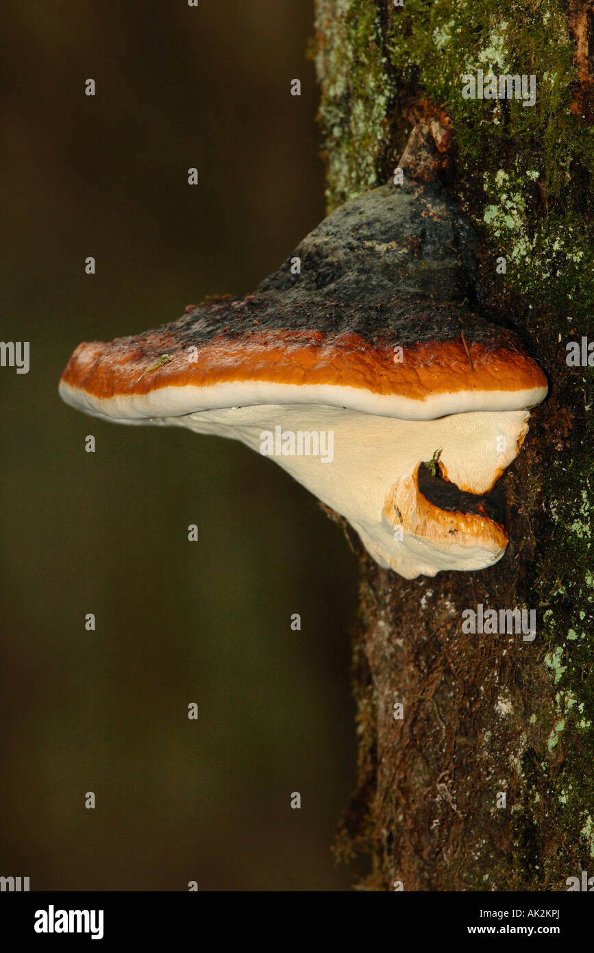 red banded polypore / Fomitopsis pinicola Stock Photo - Alamy