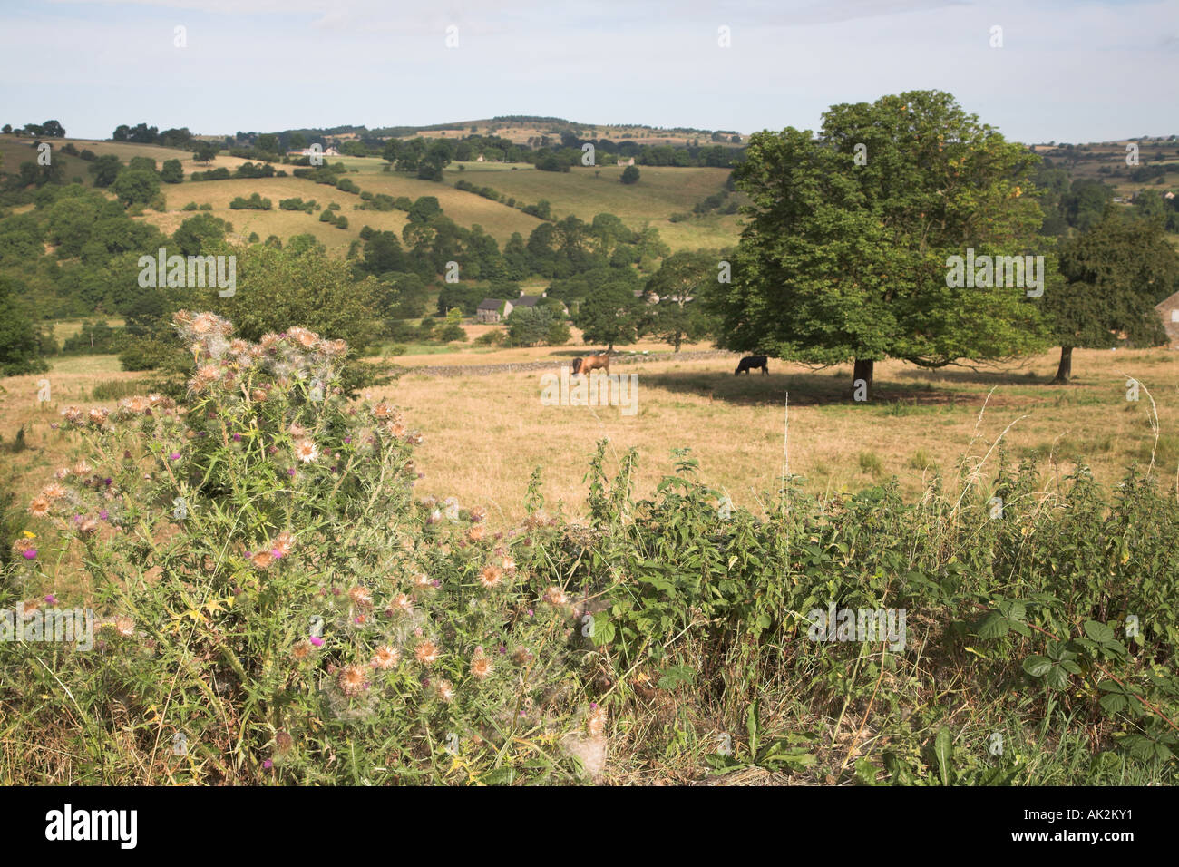 Scenery near Ilam village Peak district national park, Derbyshire ...