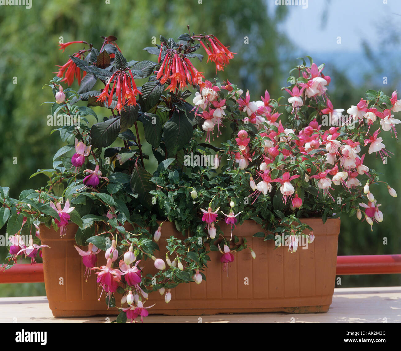 different fuchsias in pot Stock Photo - Alamy